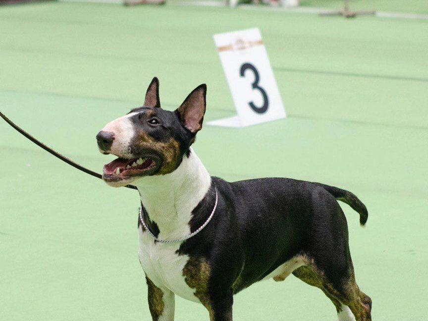 Стандартный бультерьер