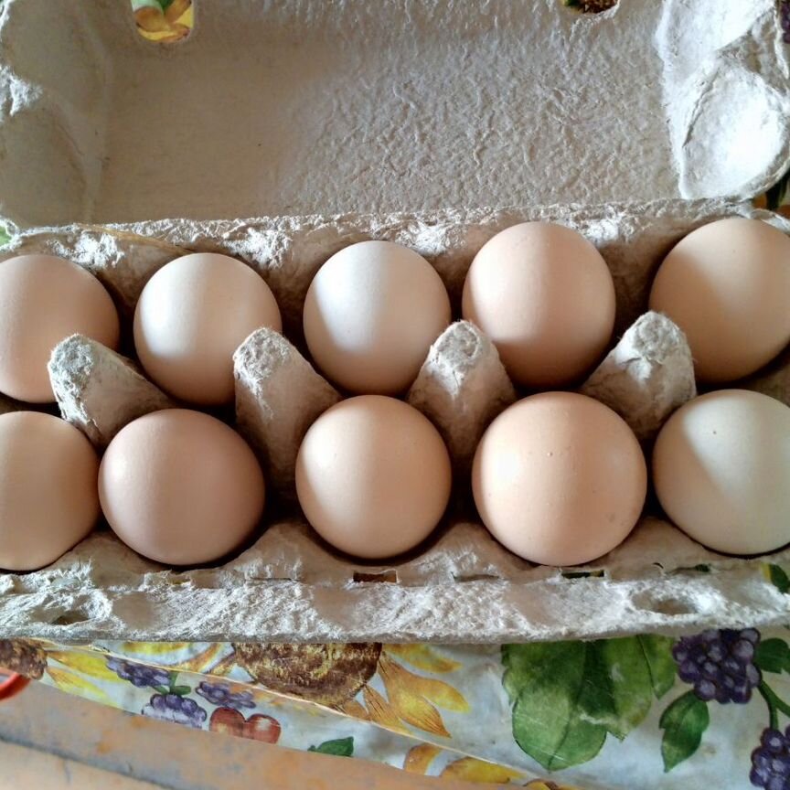 Яйца на инкубацию от кур породы русская хохлатая