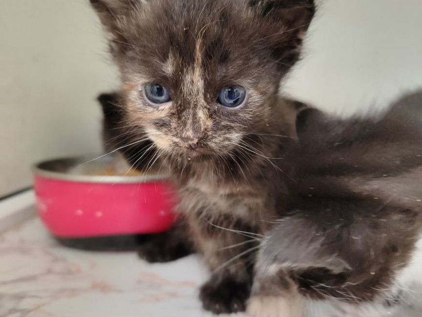 Котенок девочка в добрые руки