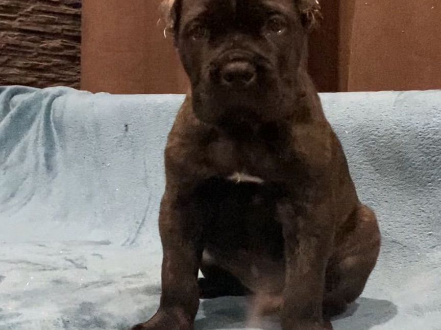 Кане Корсо тигровый парень