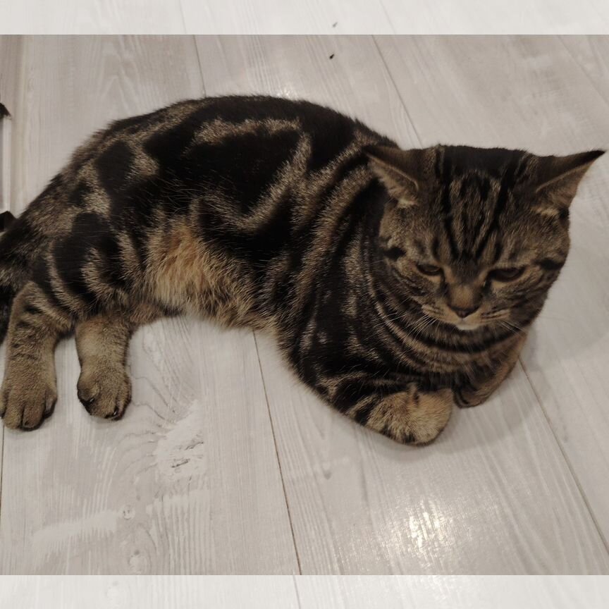 Отдам британского котенка, в хорошие руки