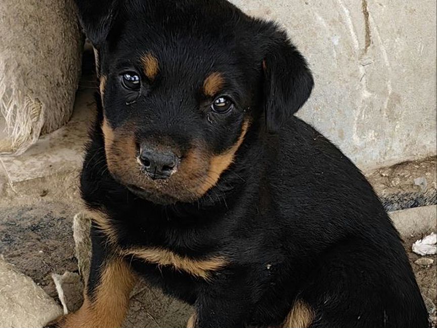 Домашний любимец