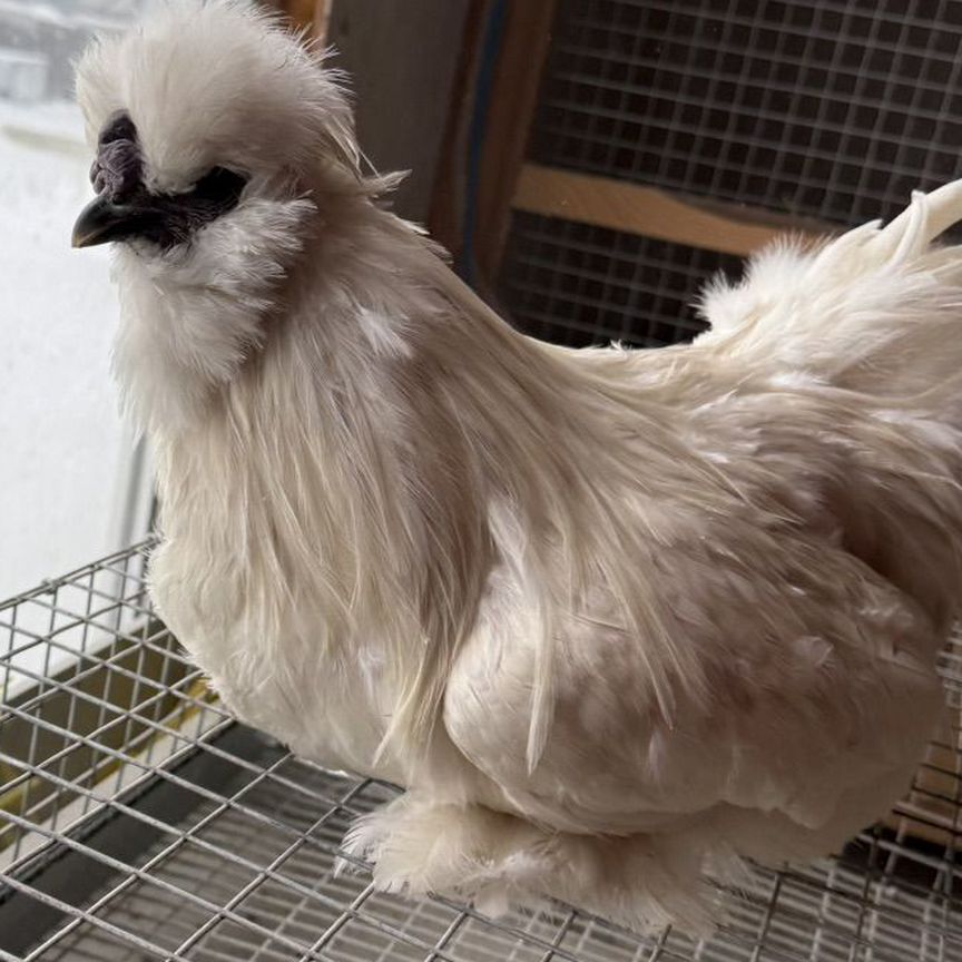 Петух Китайский шелковый