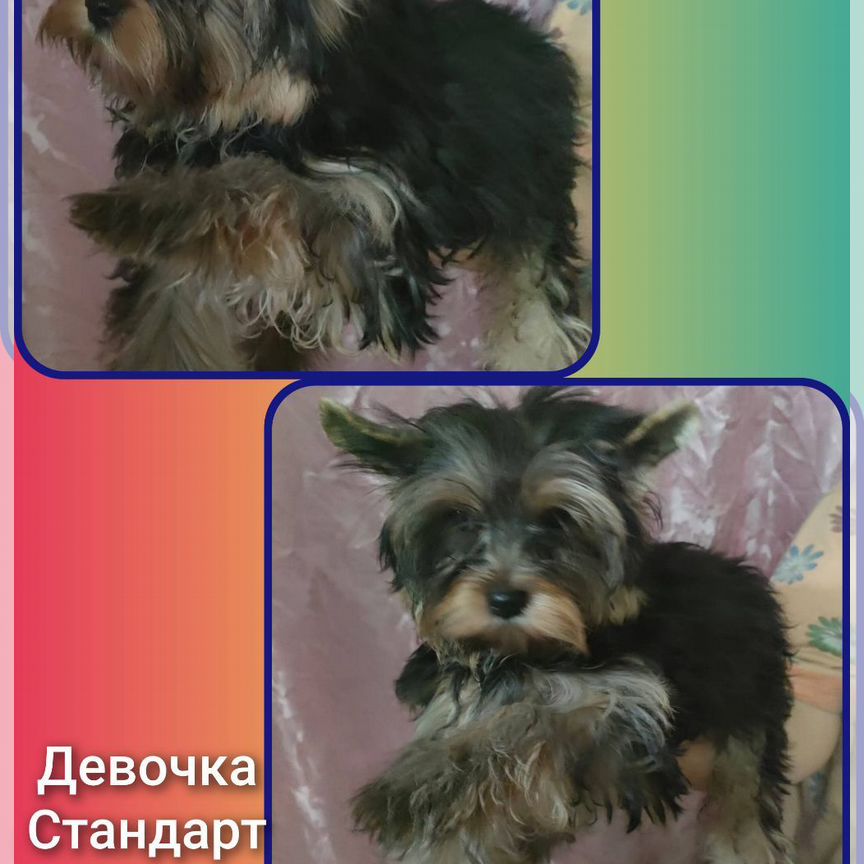 Йоркширский терьер, щенок