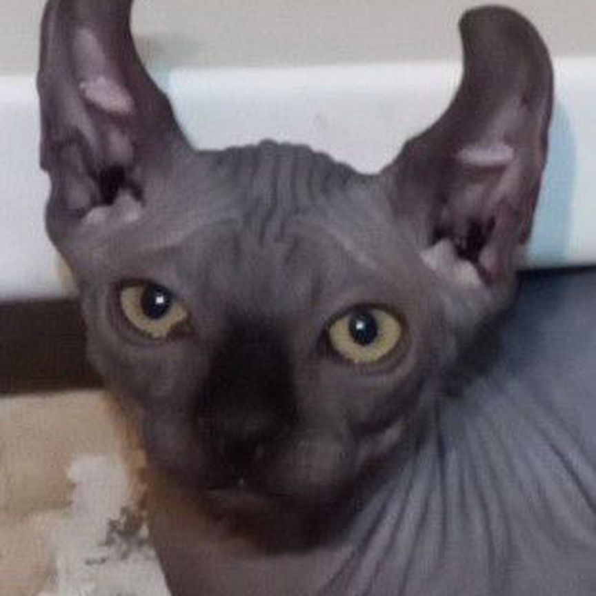 Канадский сфинкс двэльф черненький