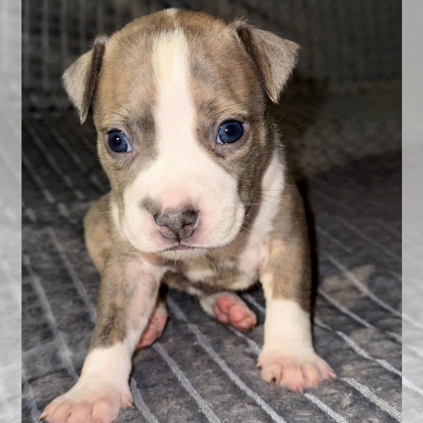 Американский стаффордширский терьер, щенок