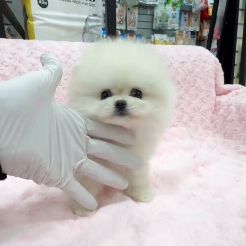 Мини шпиц из Кореи