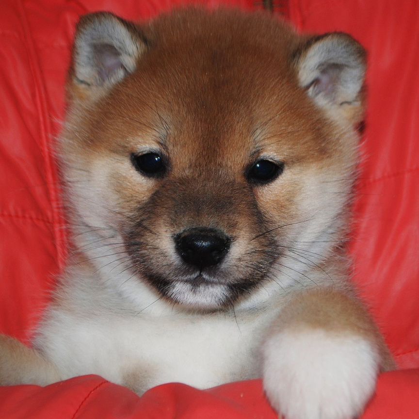 Сиба-ину, щенок