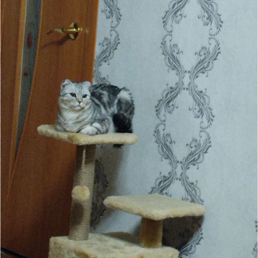 Кошка для вязки шотландка