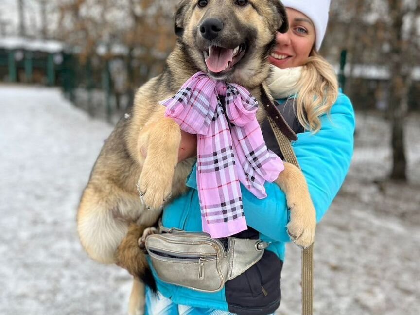 Лампа щенок из приюта в поиске дома