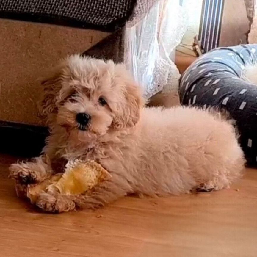 Мальтипу, щенок