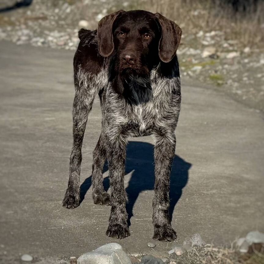 Дратхаар из Грузии в добрые руки