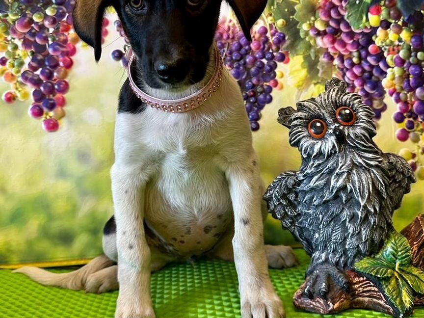 Колобочек в добрые руки