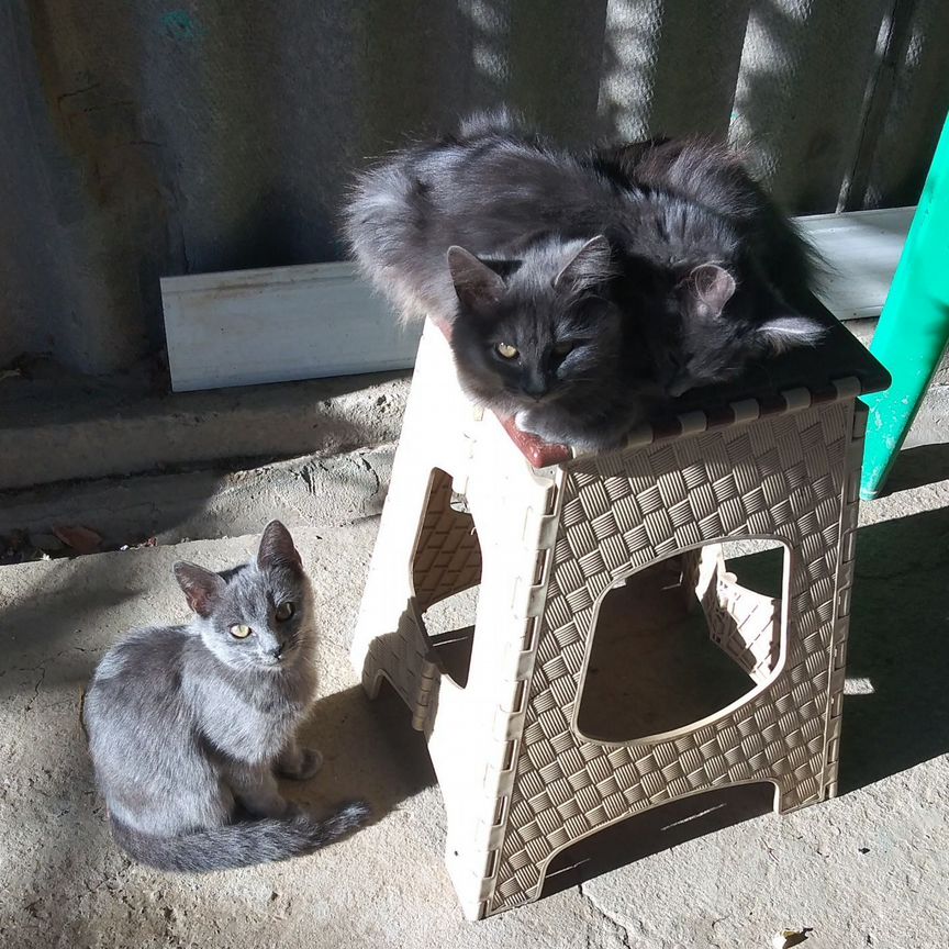 Отдам котят в добрые руки. Возраст 5 месяцев