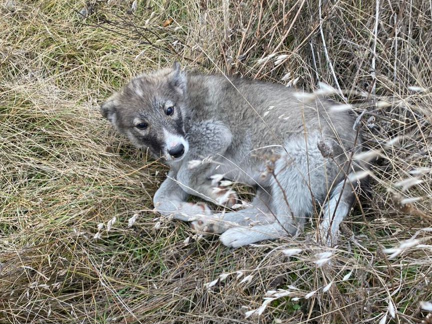 Собаки бесплатно в добрые руки