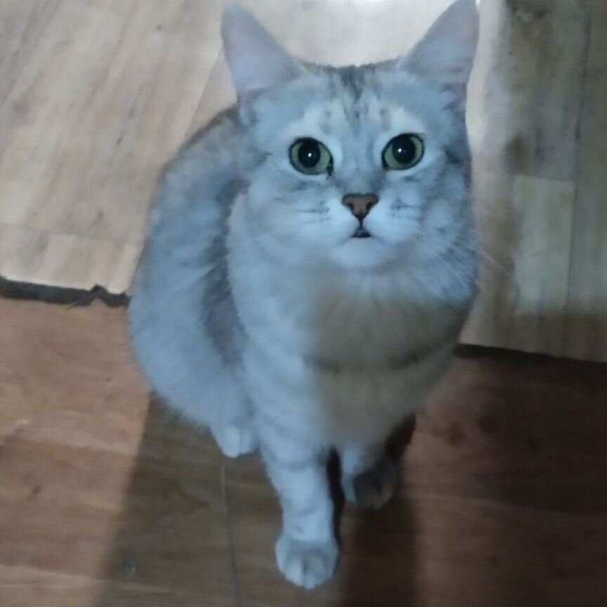 Кошка в добрые руки