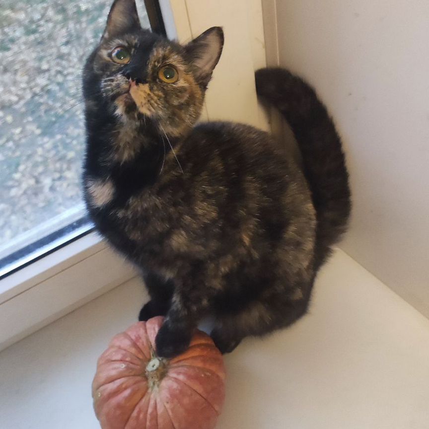 Котёнок