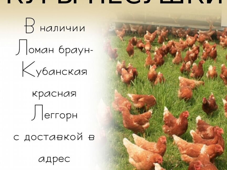 Куры несушки