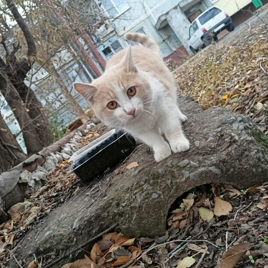 Пристраиваются в добрые руки