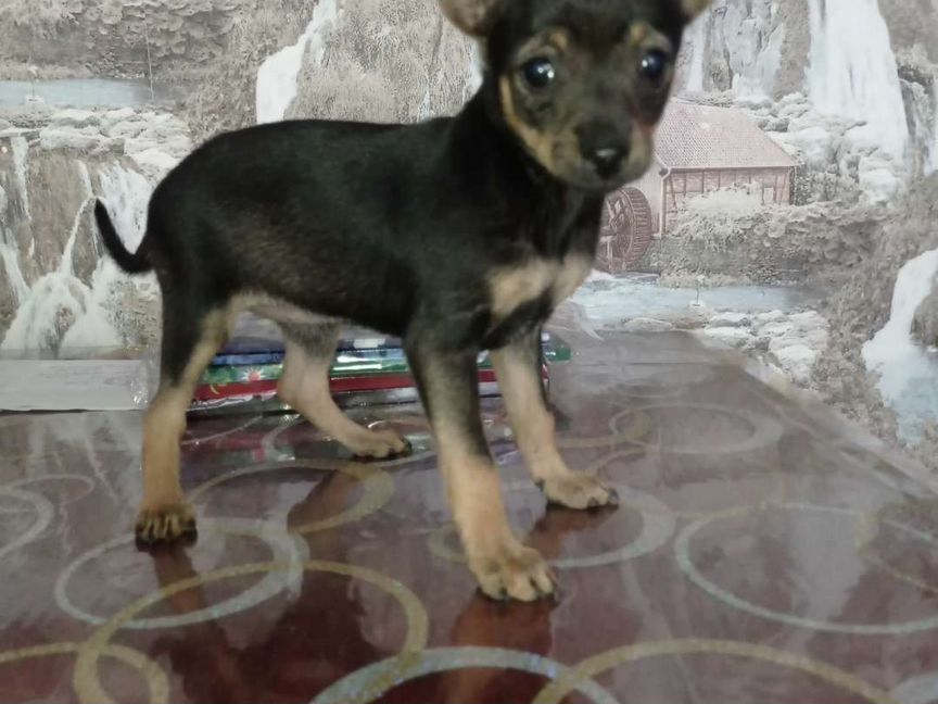 Щенки русский той-терьер