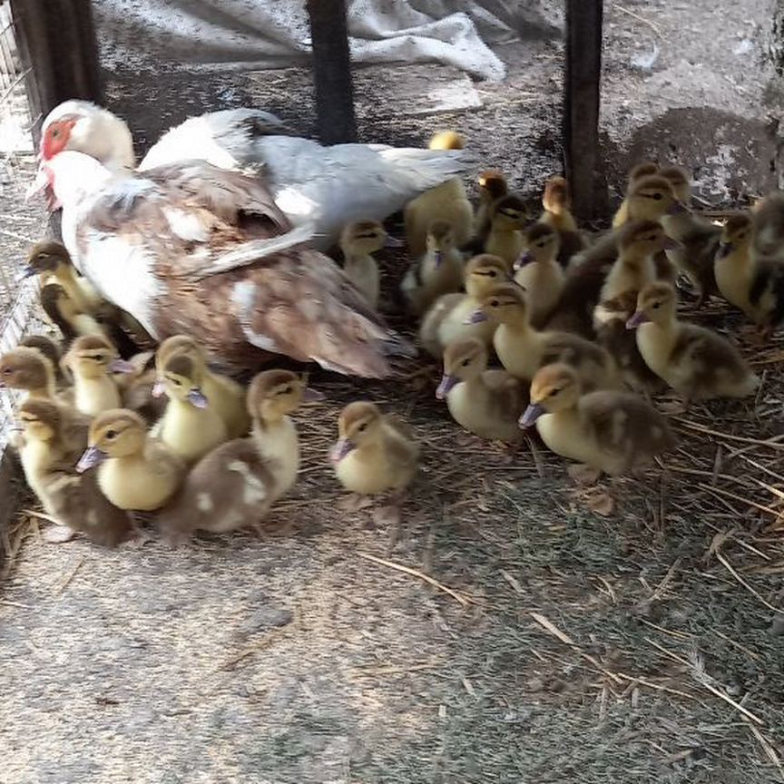 Мускусные утята