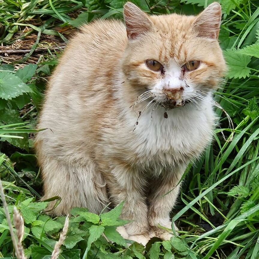 Котик в беде, ищем добрые ручки