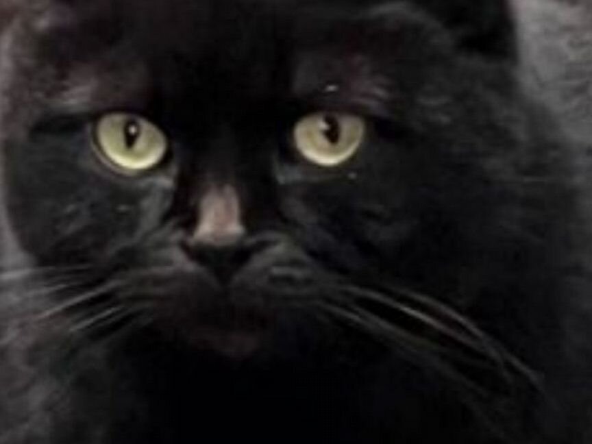 Черный британский котик