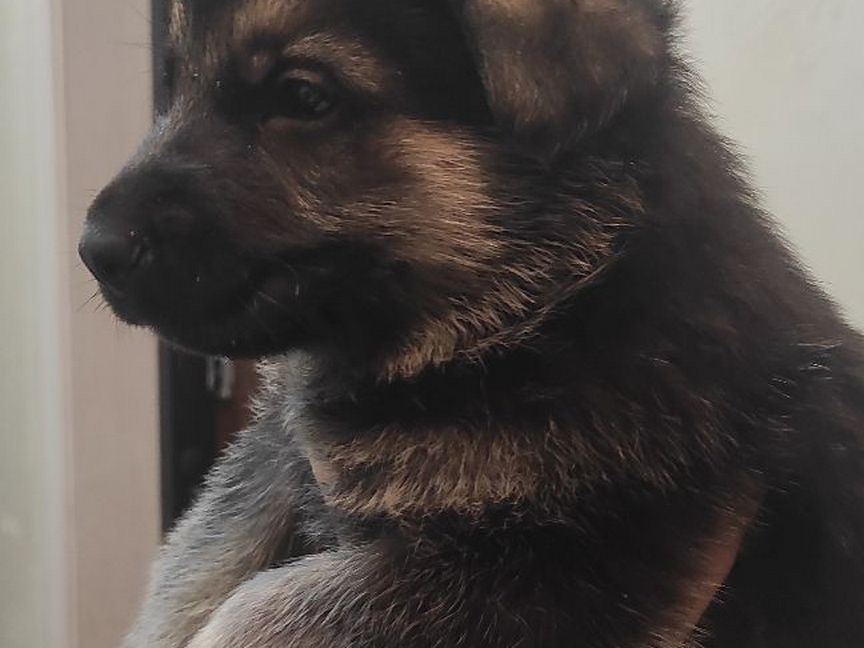 Щенки восточноевропейской овчарки