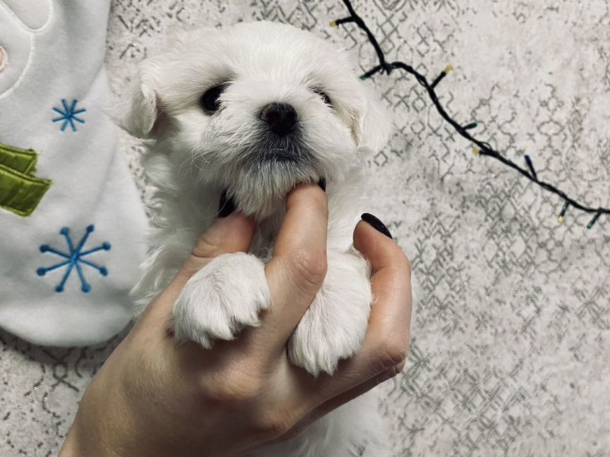 Мальчики мини мальтезе