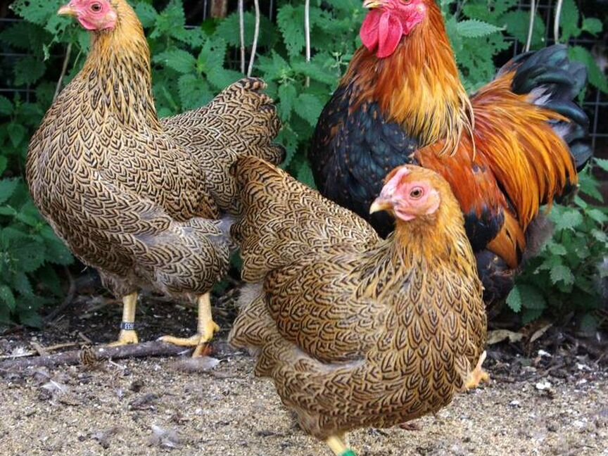 Куры петухи