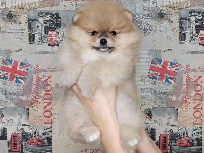 Померанский шпиц тип мишка мини