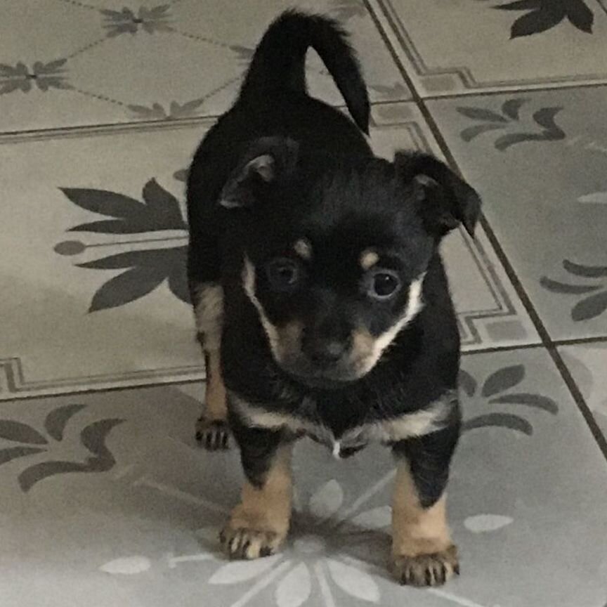 Пинчер,Девочка,Карликовая