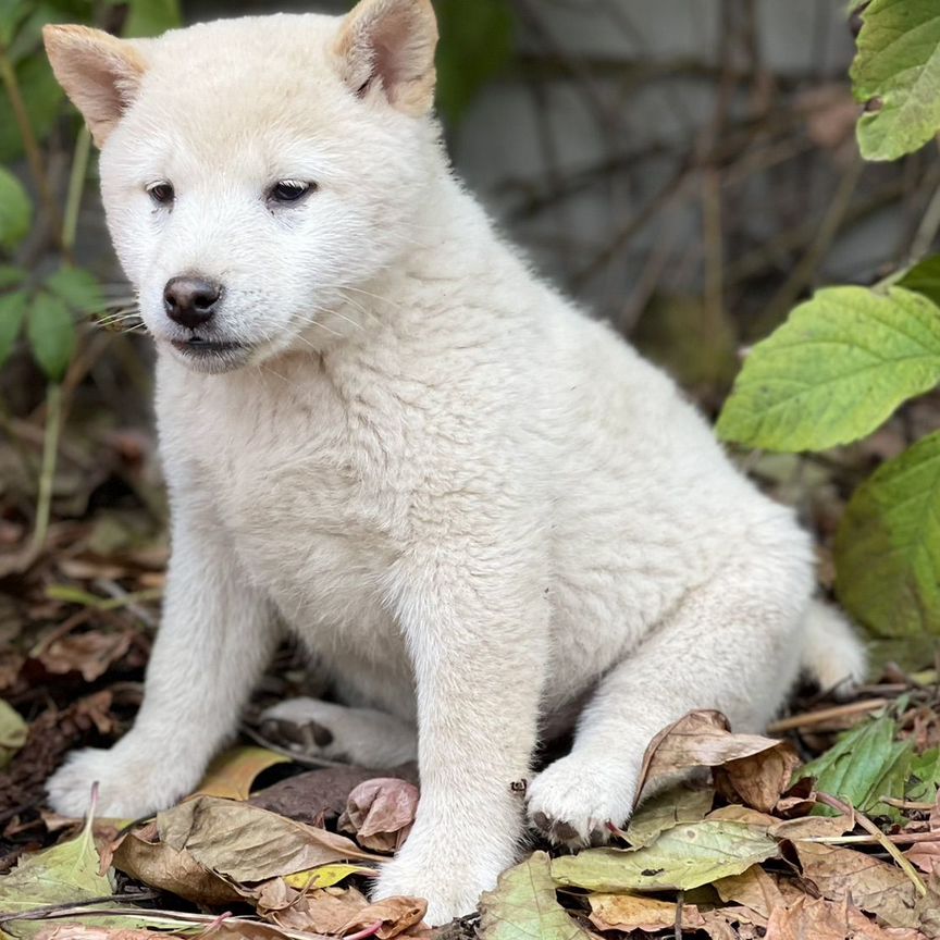 Сиба шиба ину шенки