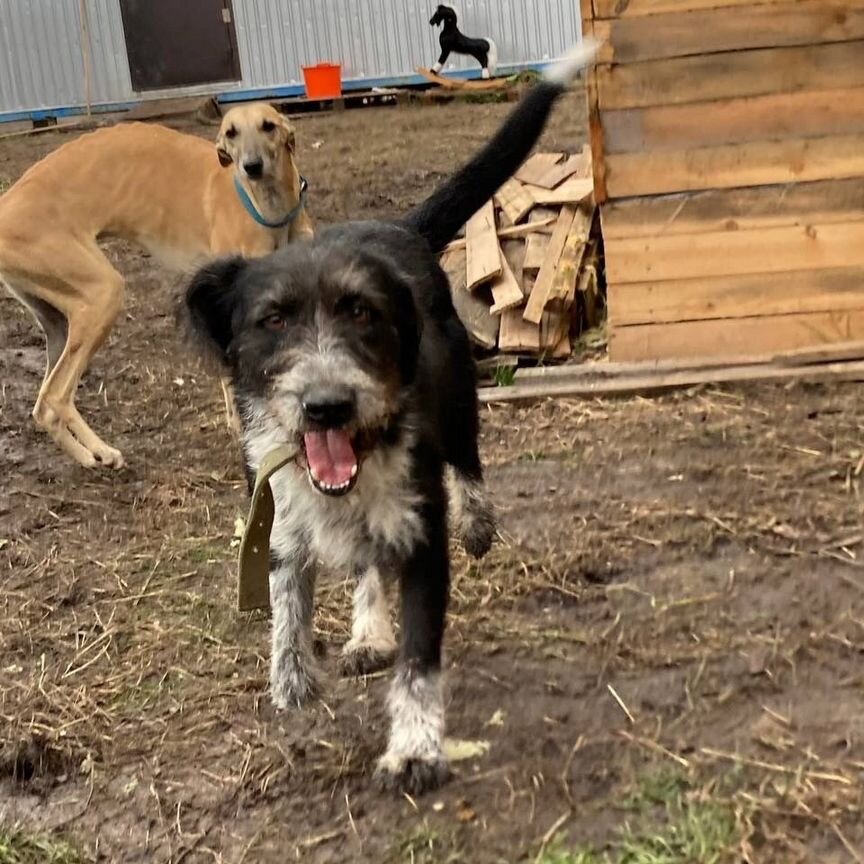 Собака в добрые руки