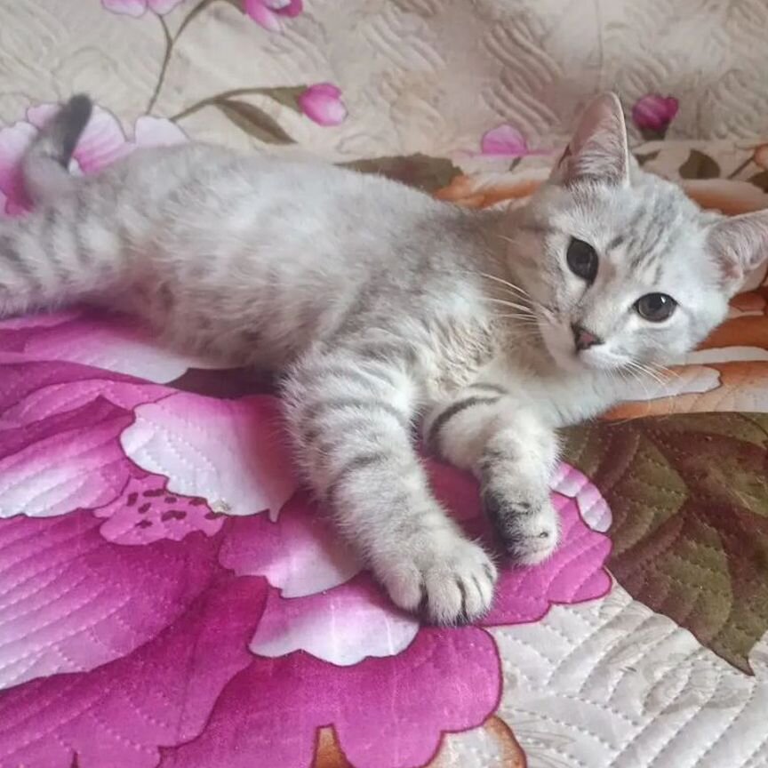 Котёнок в добрые руки