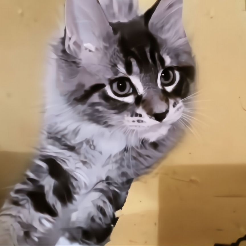 Мейн-кун котёнок