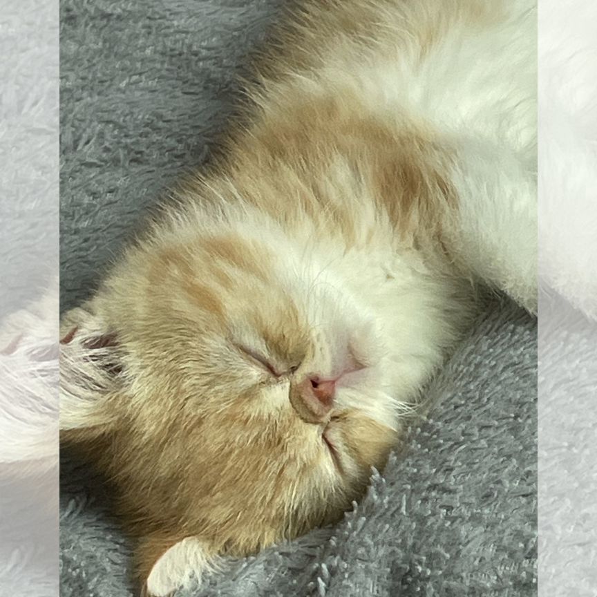 Экзотический короткошёрстный котёнок