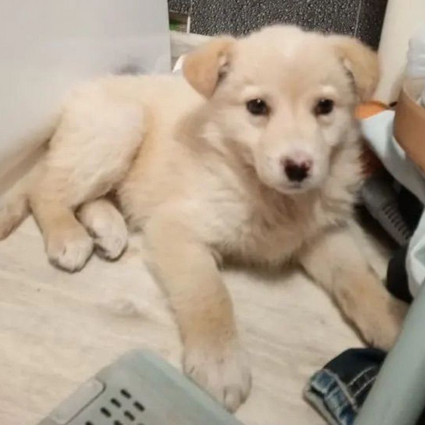 Щенок в добрые руки