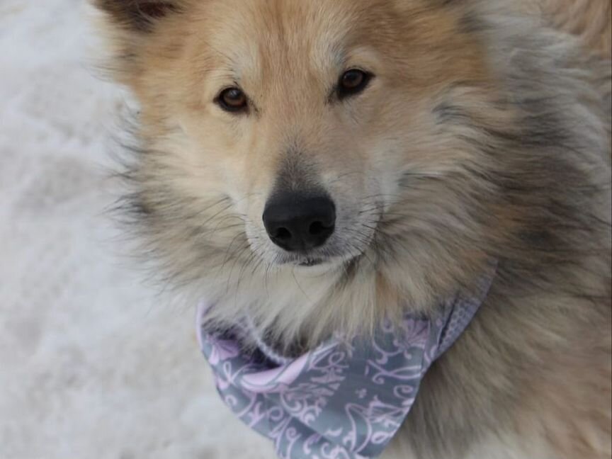 Пес Гамбит в добрые руки