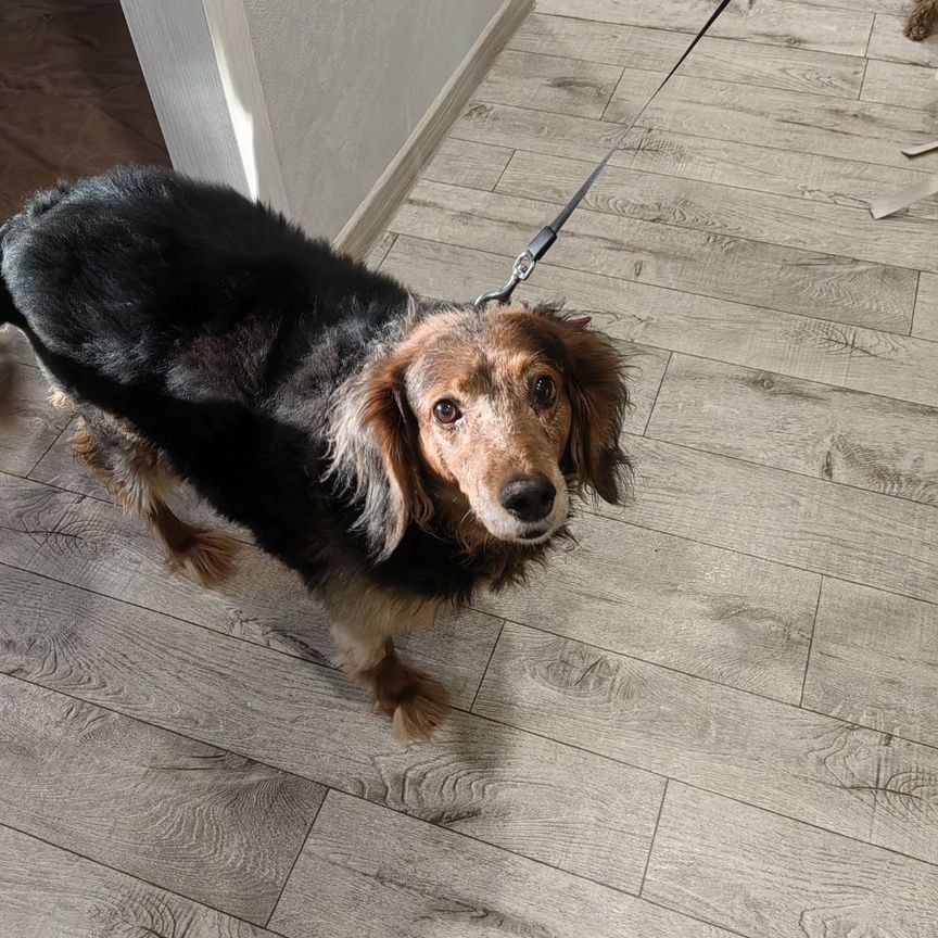 Взрослая собака в добрые руки