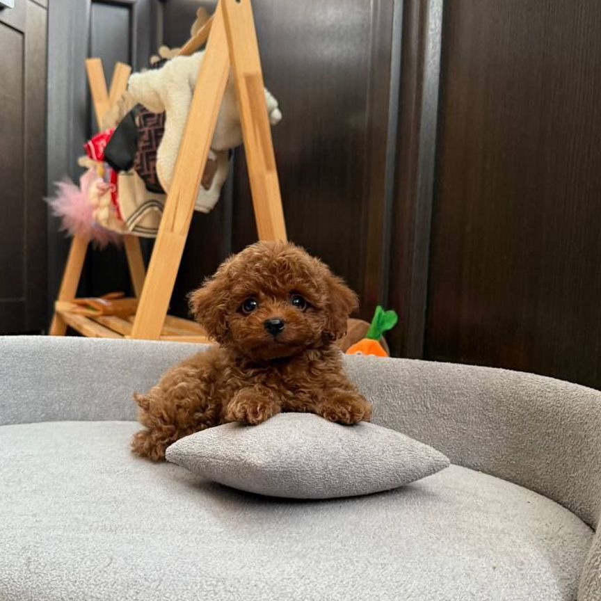 Той-пудель, щенок