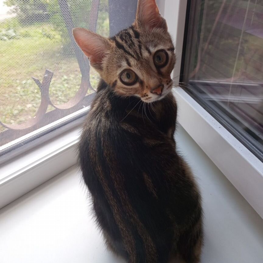 Котёнок