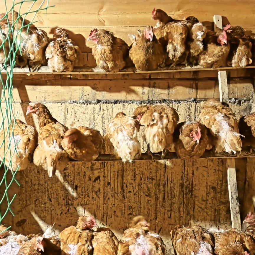 Курицы несушки