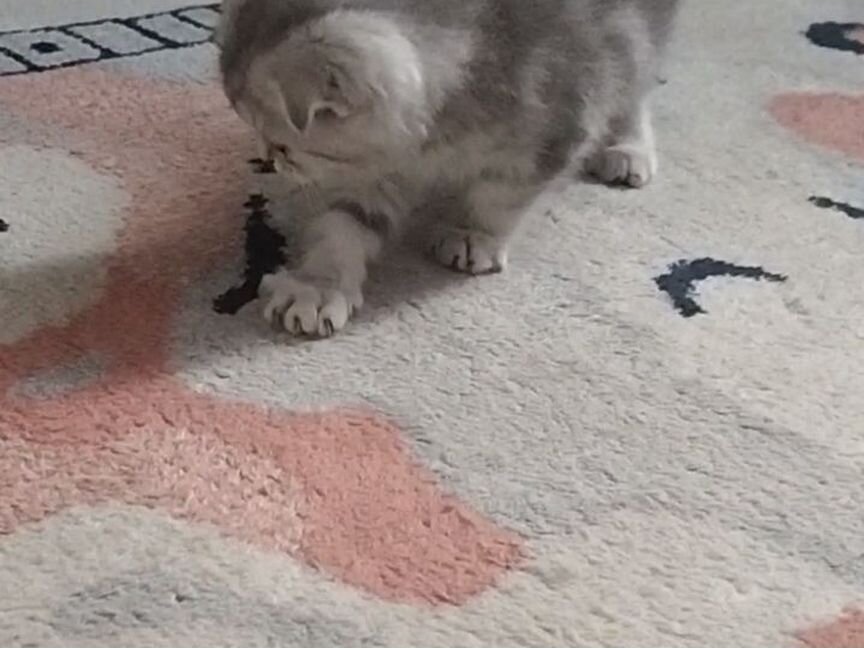 Шотландская вислоухая кошка
