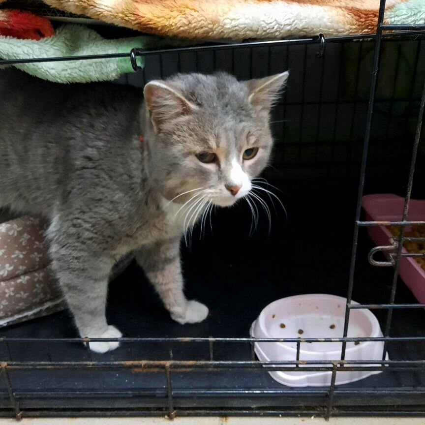 Котик в Заботливую семью