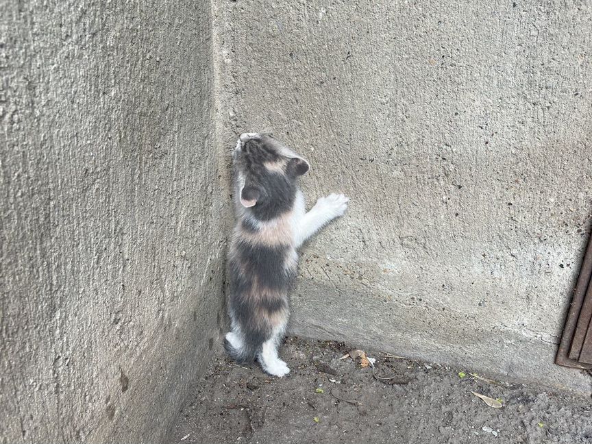 Нашли котенка Заберите пож та, очень плачет