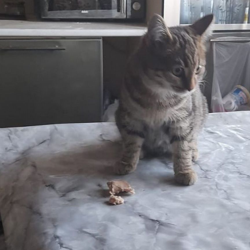 Котёнок в добрые руки