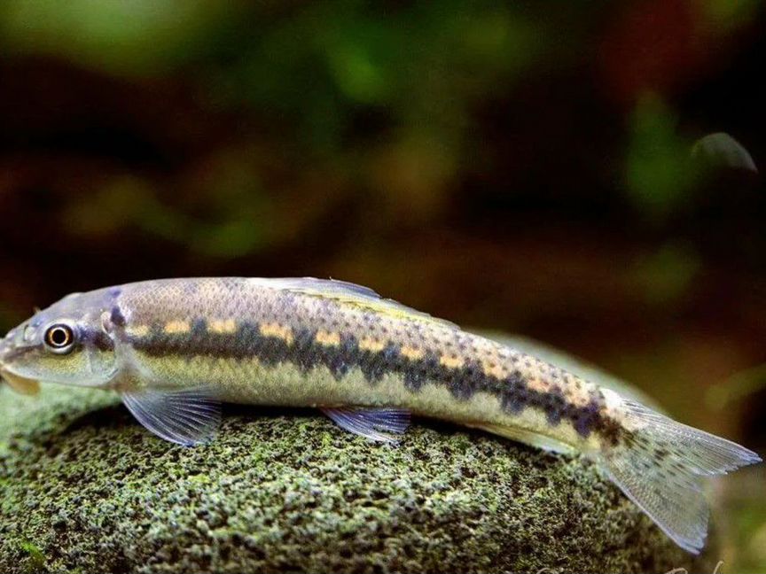 Китайский водорослеед