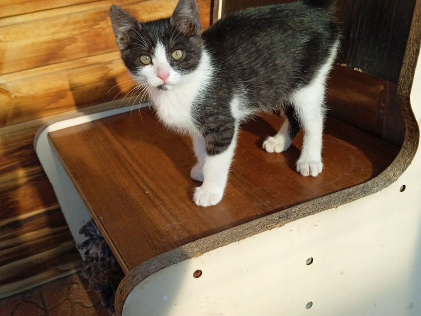 Котята, возраст 2 месяца