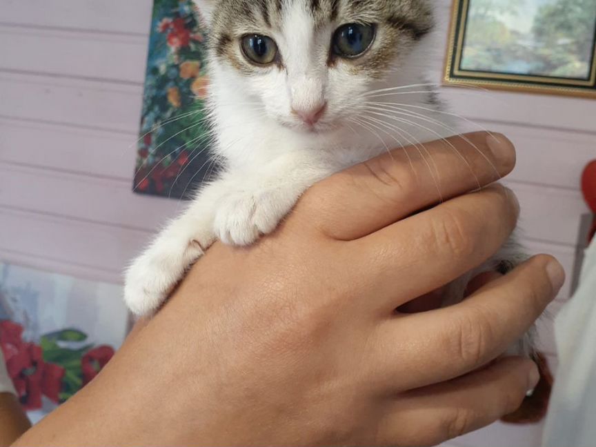 Котенок белый с серыми полосками на даче